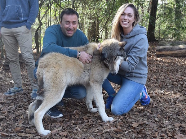 Meeting wolves face to face in Chipley, Florida | Kate's Travel Tips