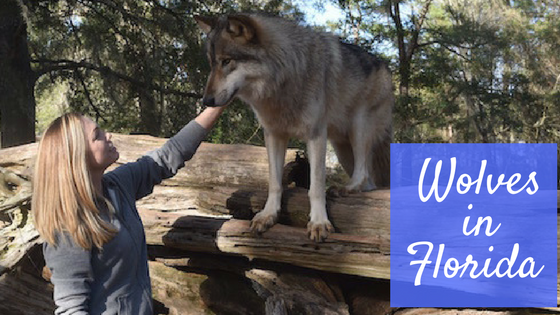 Meeting wolves face to face in Chipley, Florida | Kate's Travel Tips