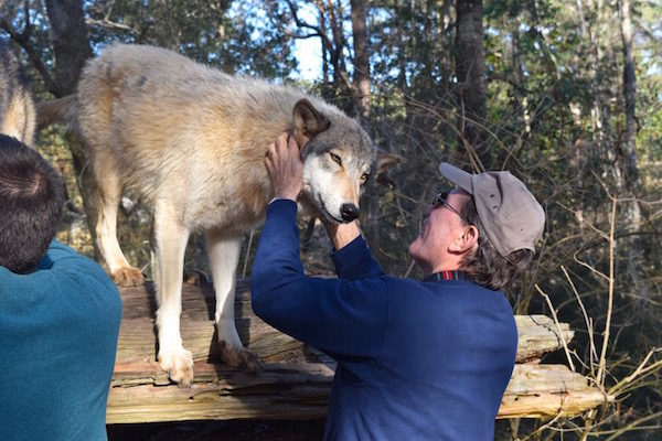 Meeting wolves face to face in Chipley, Florida | Kate's Travel Tips
